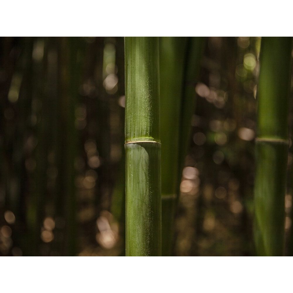 COLMO - BAMBU - urbanarts