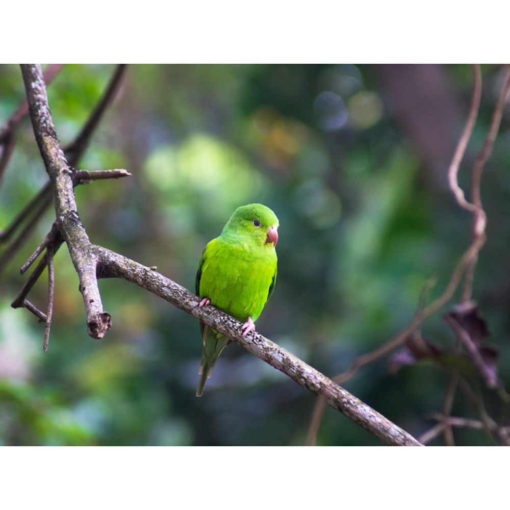 MARITACA NA NATUREZA - urbanarts