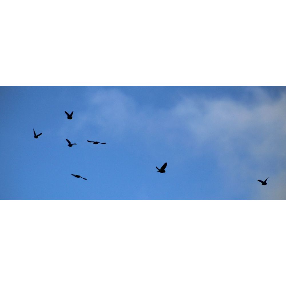 REVOADA PANORAMICA - urbanarts