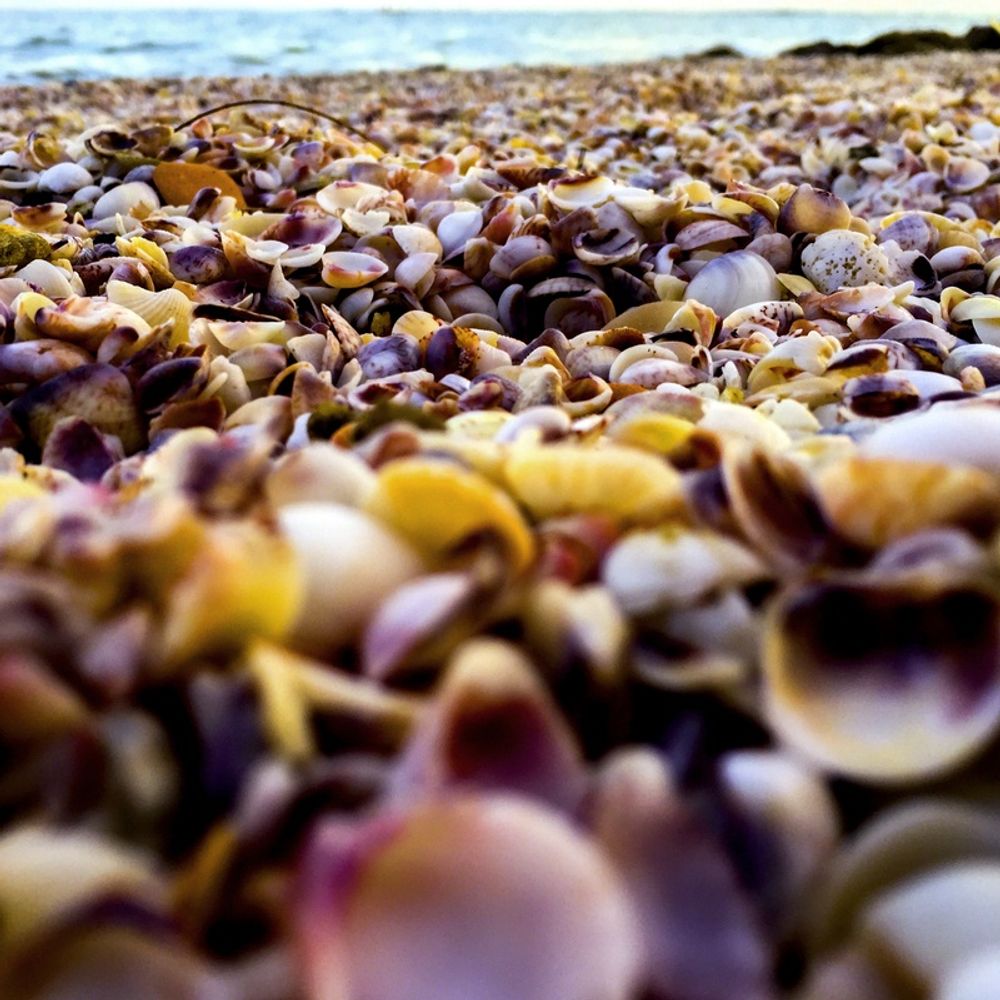 CONCHAS NA PRAIA - urbanarts