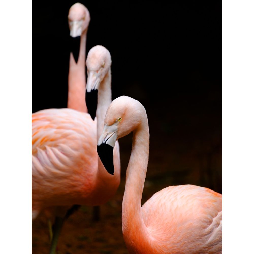 BAD FLAMINGOS - urbanarts