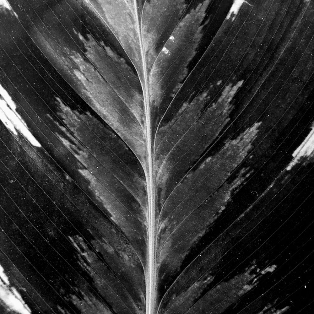 FOLHA COM DIVERSOS TONS DE CINZA - urbanarts