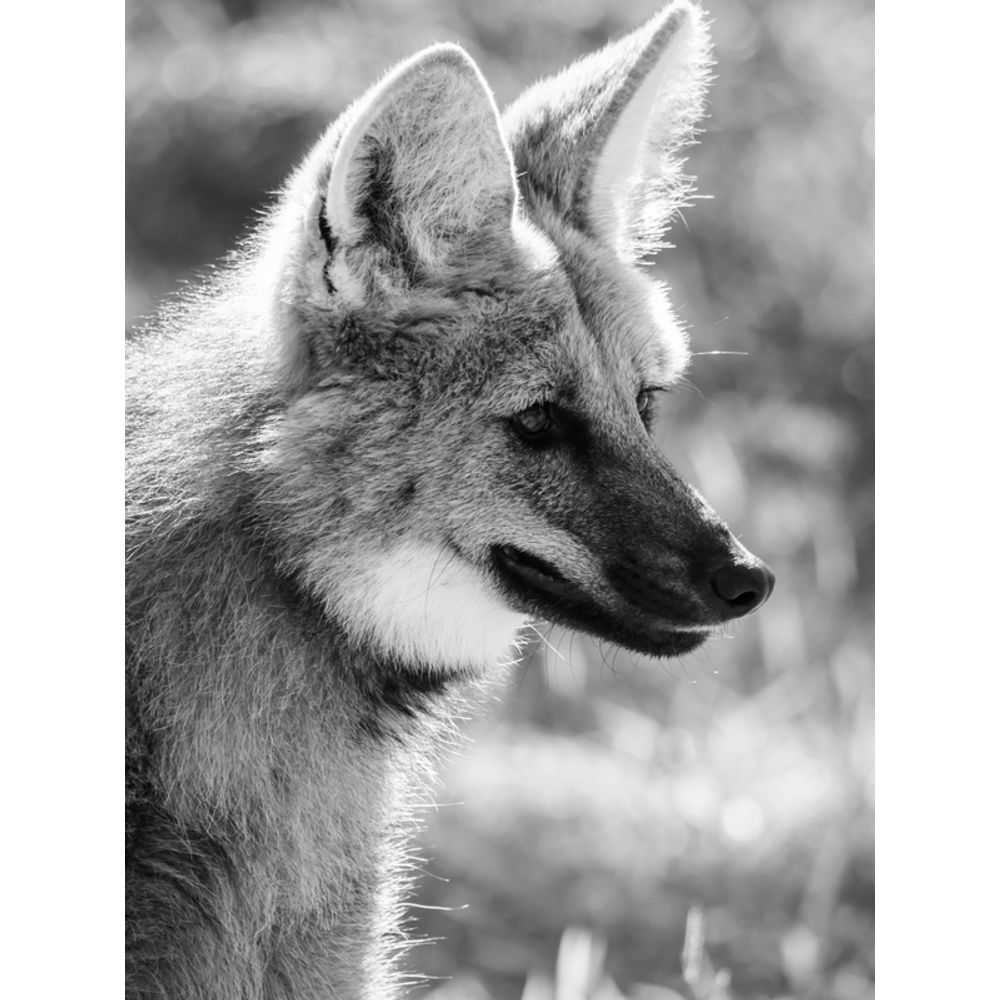 JOVEM LOBO GUARÁ - urbanarts