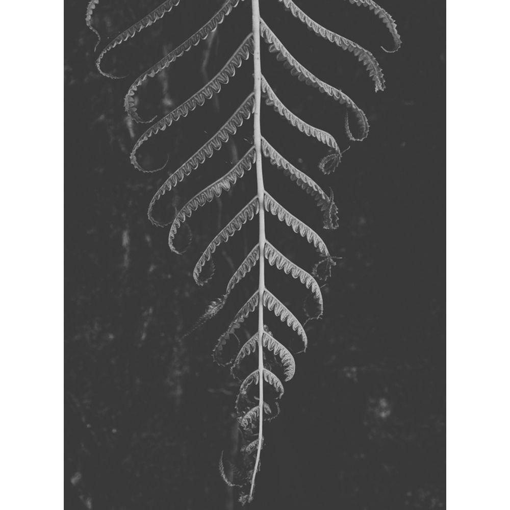 FERN BW I - urbanarts