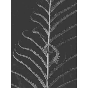 FERN BW - urbanarts